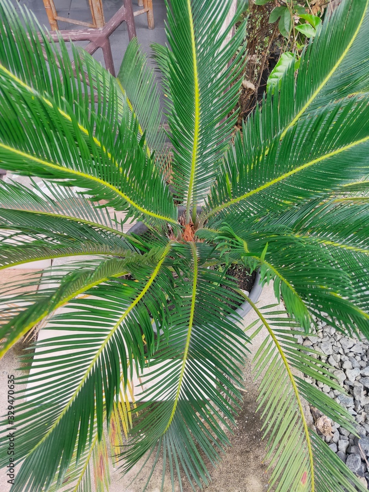 Cycas revoluta also known as king sago palm, is a species of ...