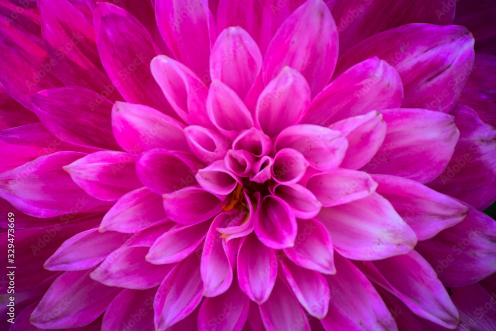 Close up Dahlia flower in the garden wall mural wallpaper ...