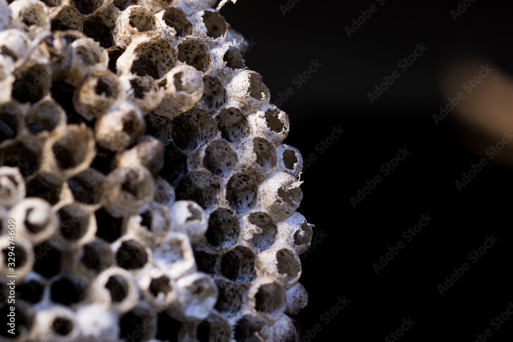 Honeycomb patter close up bee or wasp nest macro view. Hexagon shaped ...