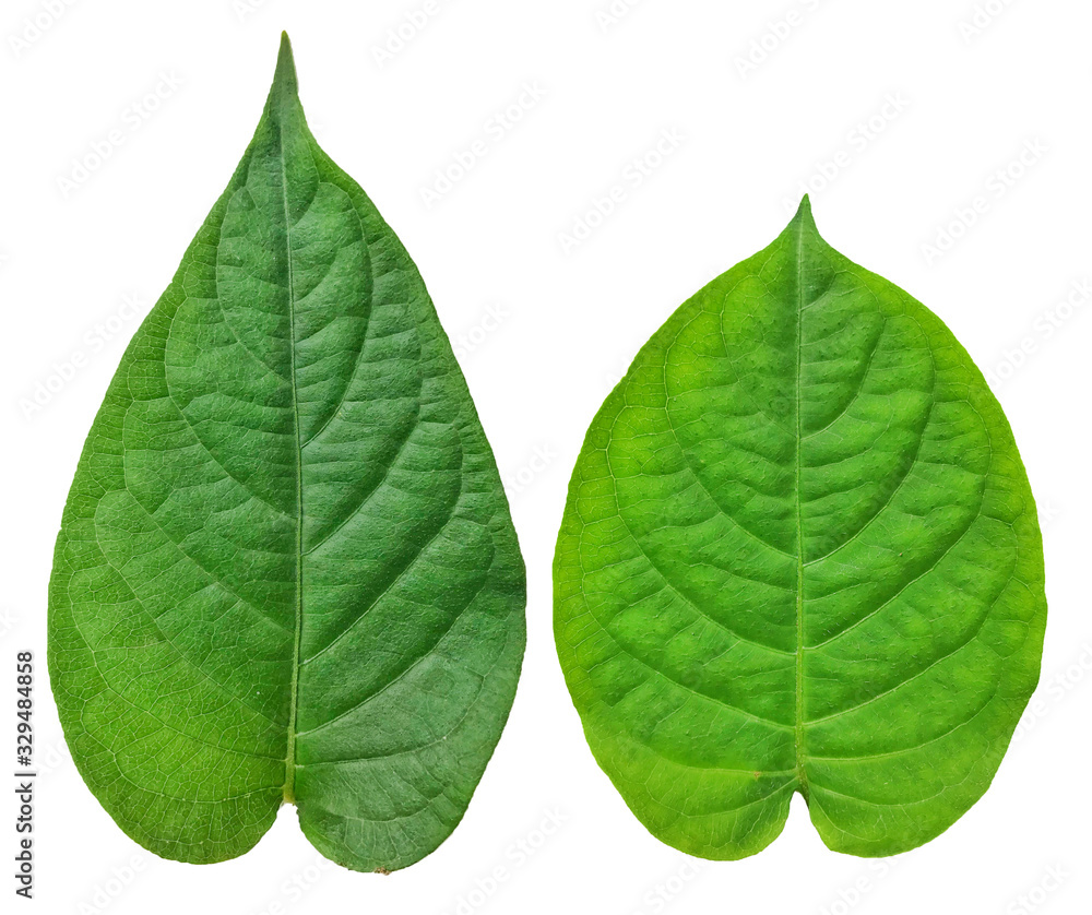 Paederia foetida leaves (daun simbukan/sembukan), isolated on white ...
