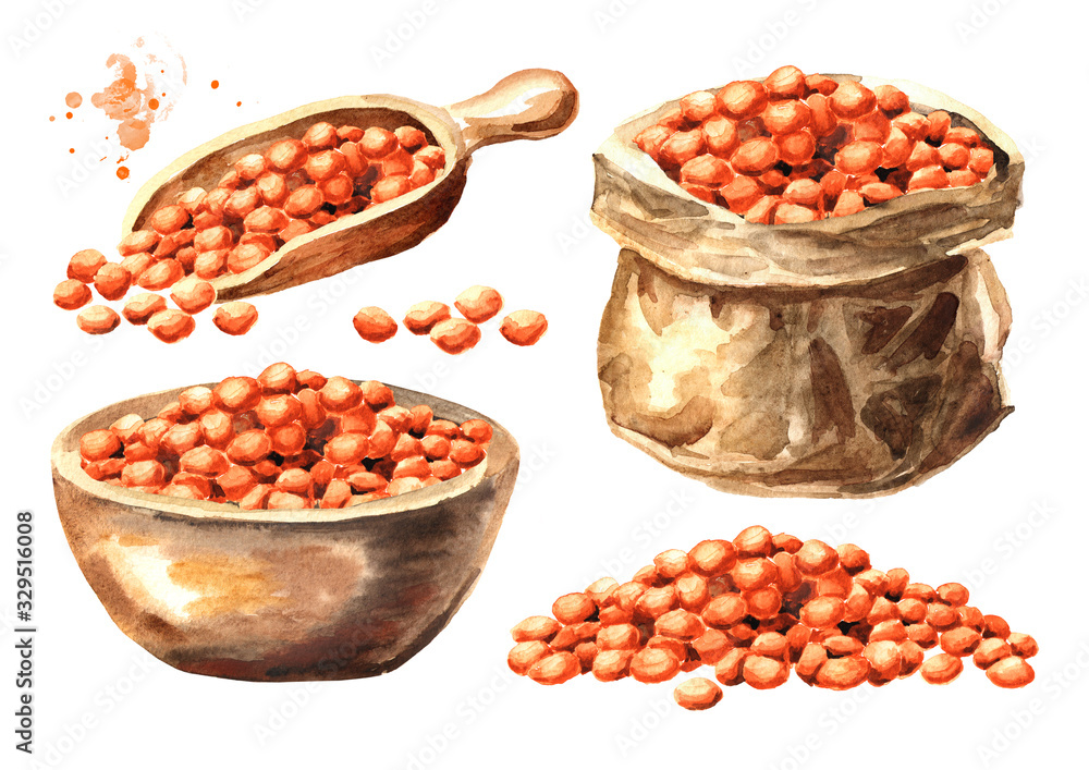 Red lentil set. Hand drawn watercolor illustration isolated on white ...