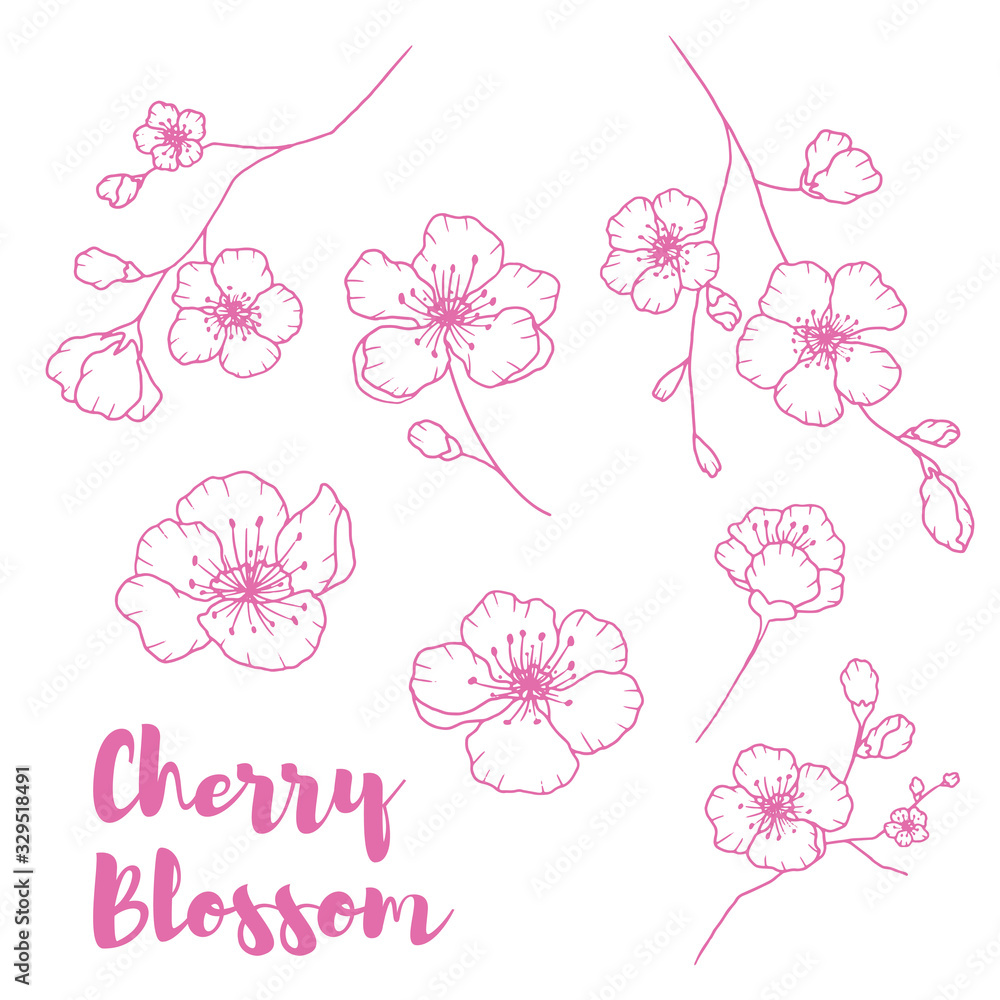 Hand drawn isolated cherry blossom illustration. Outline sakura flowers ...