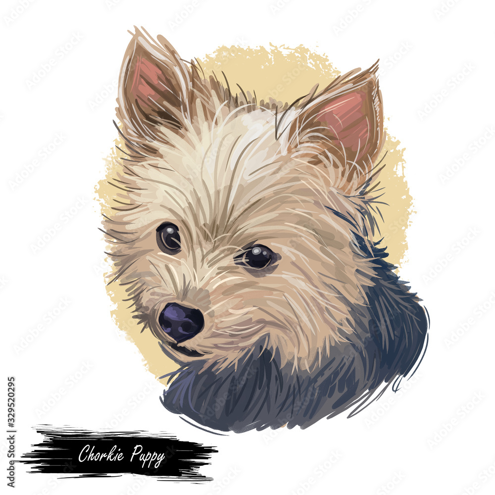 Chorkie Puppy digital art illustration isolated on white Stock ...