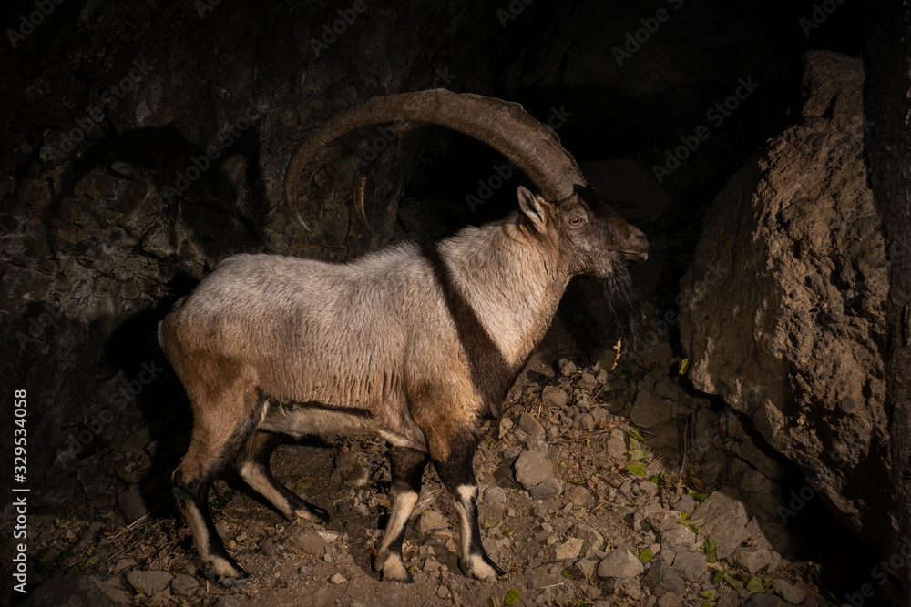 Wild bezoar goat in the nature habitat. Very rare and endangered animal ...