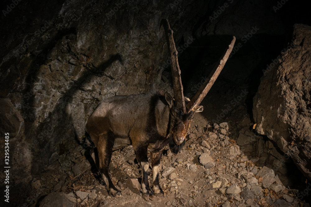 Bezoar Goat