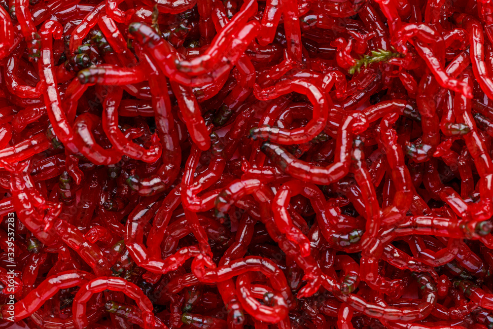Red bloodworm, background. Bait for winter fishing. Background of bait ...