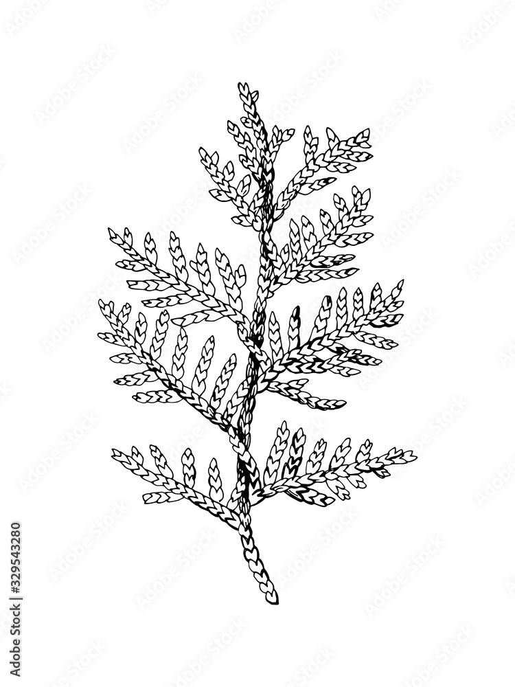 Hand drawn black and white cedar branch Stock Vector | Adobe Stock