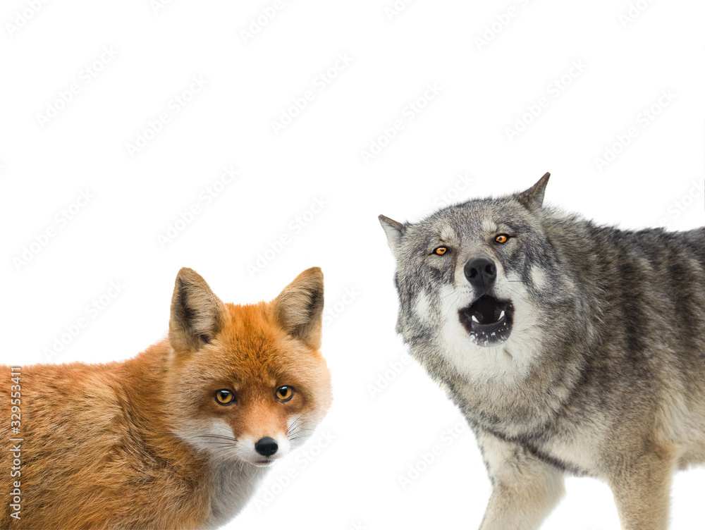 beautiful portraits of wolf and fox isolated on white background Stock ...