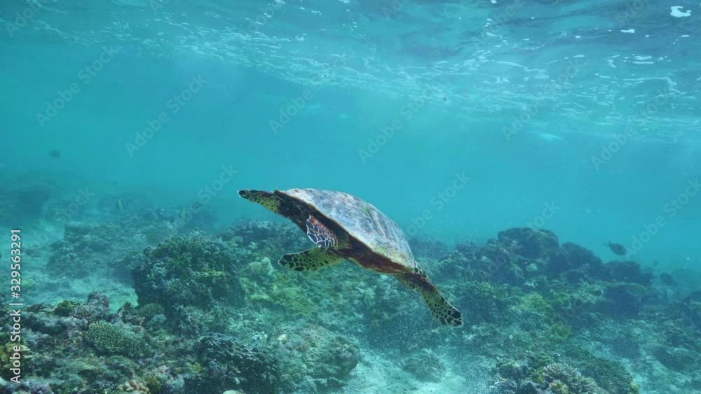 Swimming with Hawksbill Sea Turtle (Eretmochelys imbricata), underwater ...