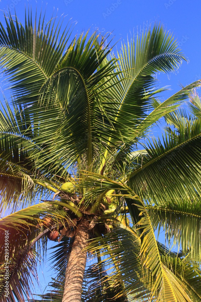 Coconut plam tree With the sky Sunlight Stock Photo | Adobe Stock