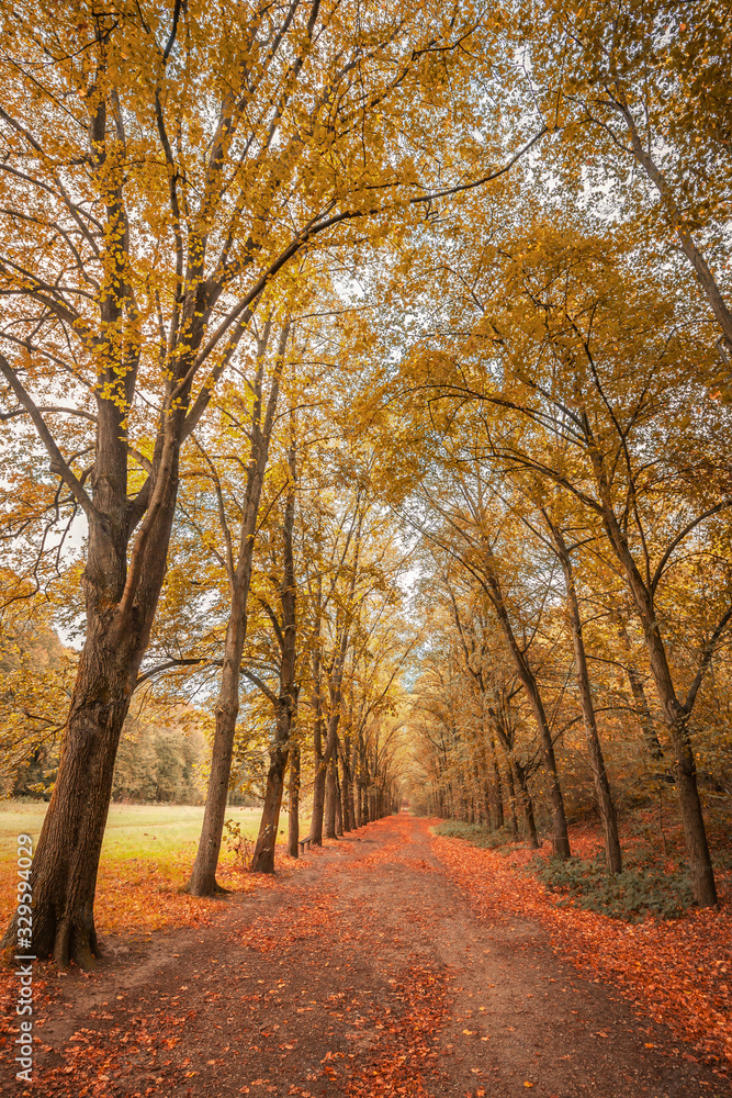 French forest lane in the fall with yellow, orange and red leaves on ...
