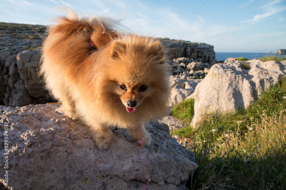Cinnamon colored dog and pomeranian breed on a rock in broad daylight ...