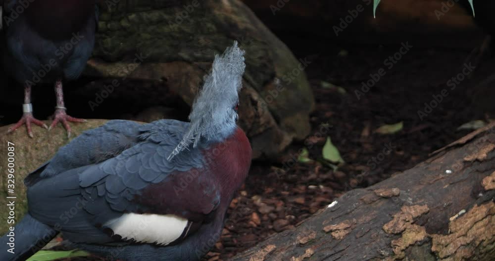 Southern crowned pigeon Goura scheepmakeri sclateri, Wildlife bird ...