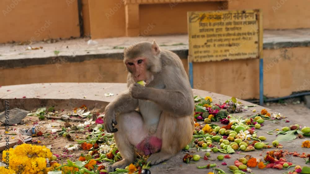 monkey, indian monkey, monkey eating garbage, indian streets, monkeys ...