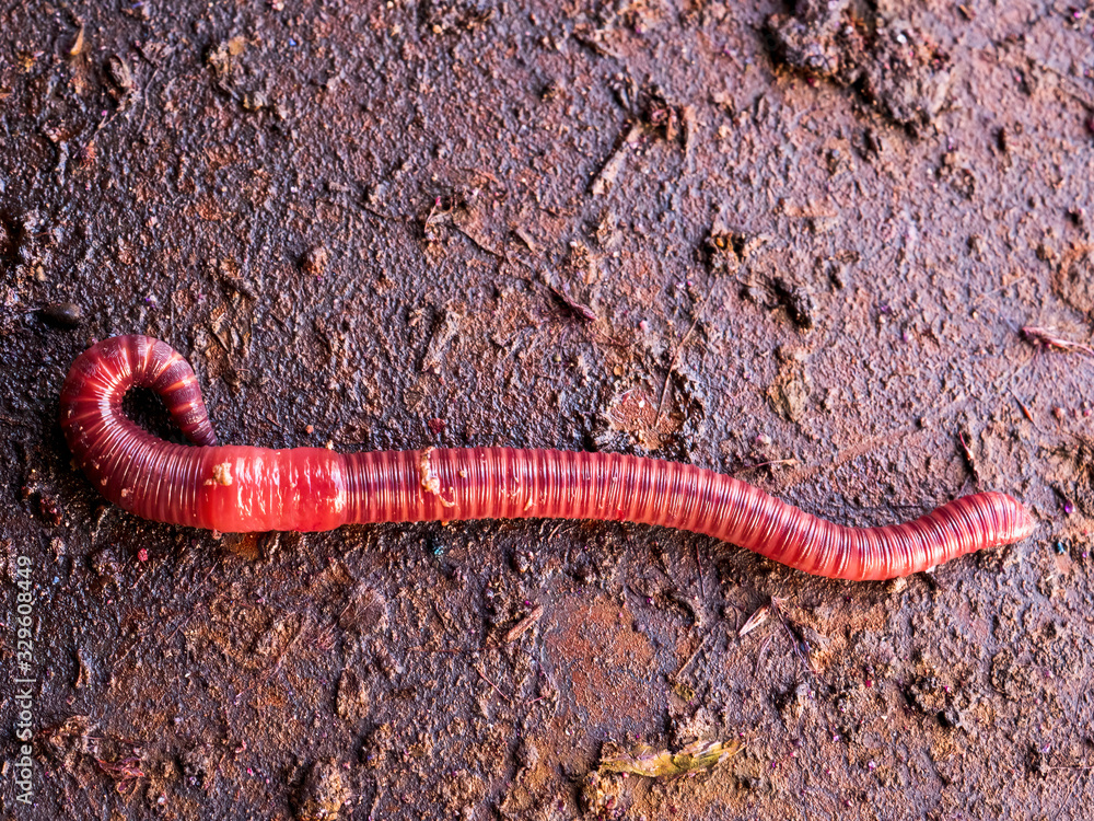 Earthworms in black soil of greenhouse. Macro Brandling, panfish, trout ...