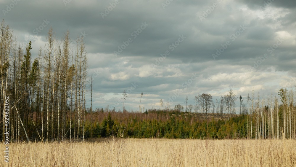 Spruce bast bark wood beetle pest Ips typographus infestation, tree ...