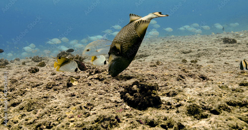 Tropical fish in the Pacific Ocean. Underwater life with titan ...