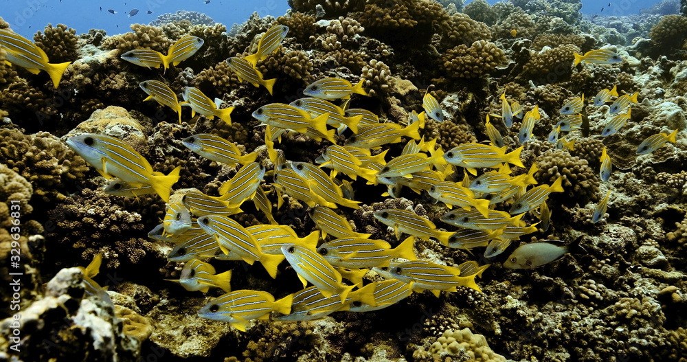 Bluelined snapper fish near coral reefs in the Pacific Ocean ...