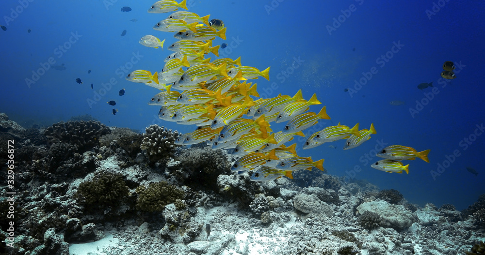 Bluelined snapper fish near coral reefs in the Pacific Ocean ...