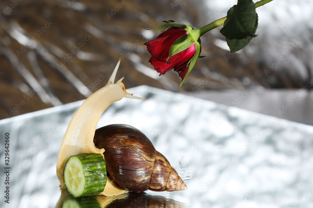 Big Achatina snail with cucumber and red rose on a grey background ...