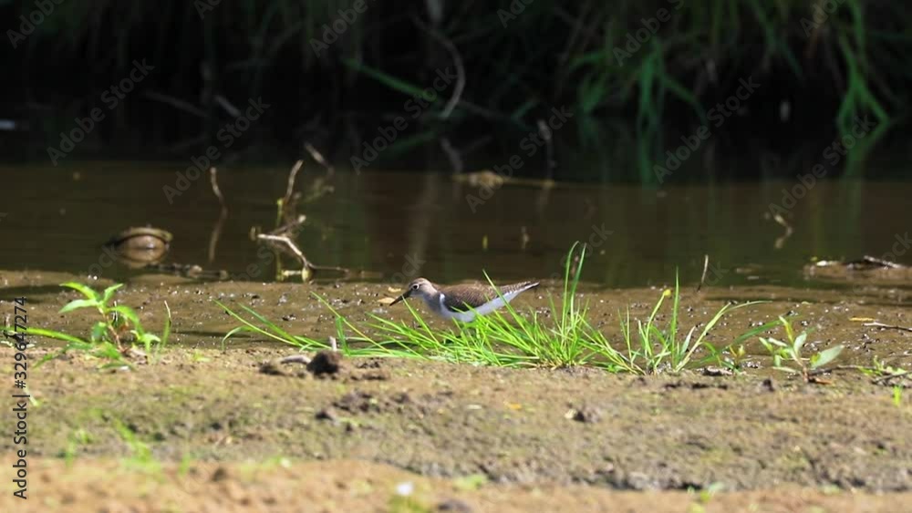 commonsandpiper, birds of europe, unique wildlife, waterbird, european ...