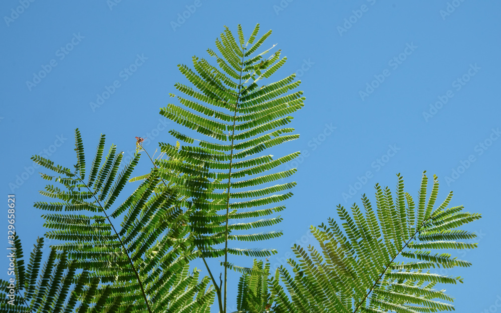 Feathery Leaves of a flame tree on a blue sky as background, scientific ...