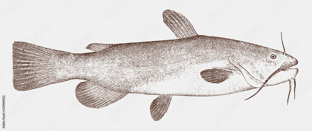 Brown bullhead, ameiurus nebulosus, a catfish from north america in ...