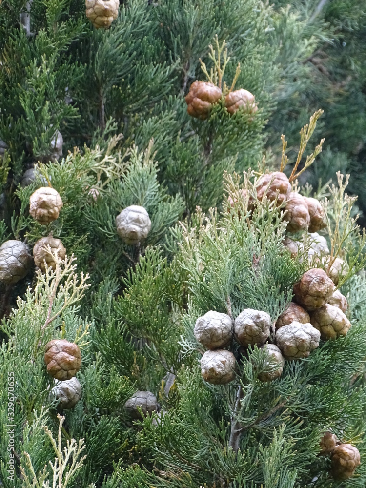 Foto de PIÑAS Y HOJAS DEL CIPRÉS (CUPRESSUS). CONÍFERAS. do Stock ...