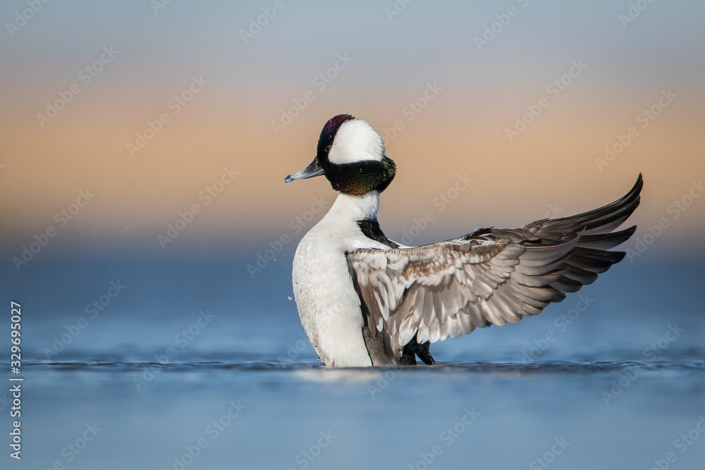 Water level view of male Bufflehead sitting up in the water with wings ...
