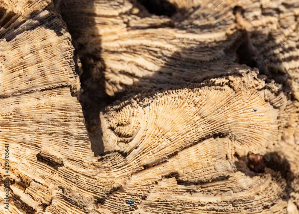 Fossil corals of the Red Sea. Ancient creatures, turned into stone ...