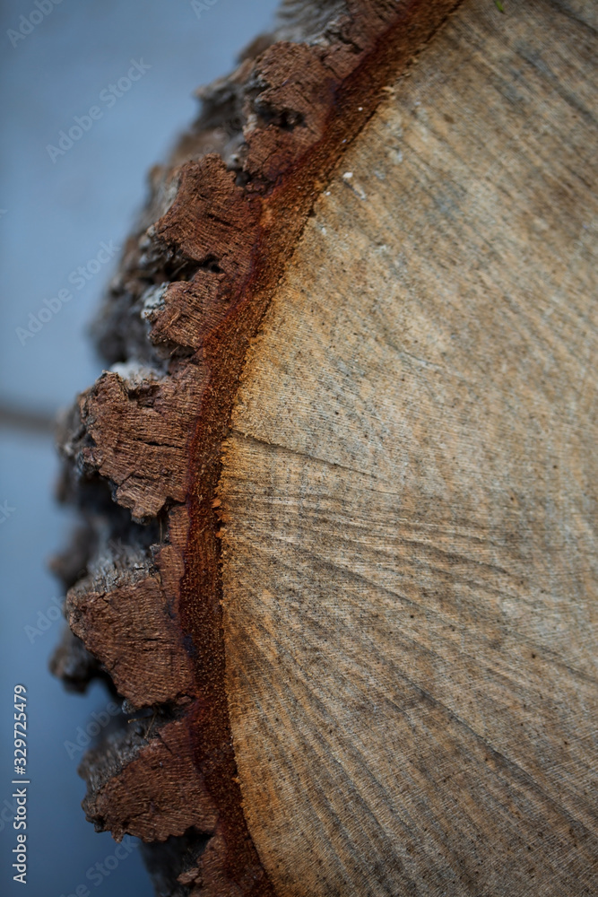 Old wooden tree cut surface. Detailed warm dark brown and orange tones ...