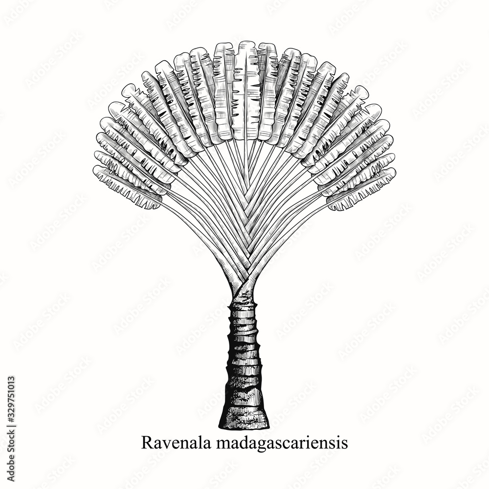 .Ravenala madagascariensis. Vintage drawing of an exotic palm tree ...