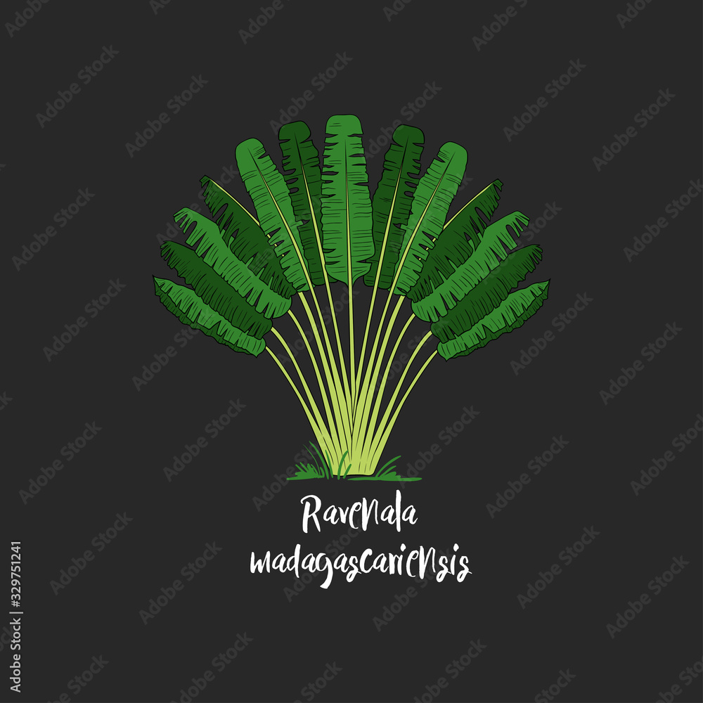 ..Ravenala madagascariensis. Drawing exotic palm tree on a black ...
