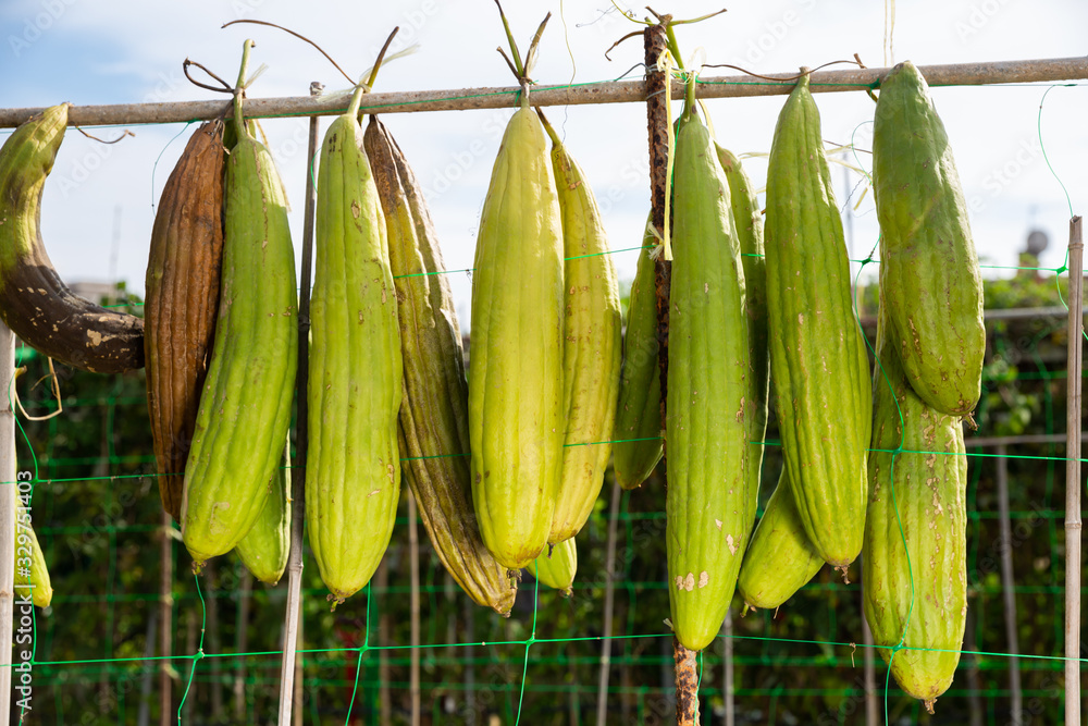 Ripe Luffa fruits drying in sun Stock Photo | Adobe Stock