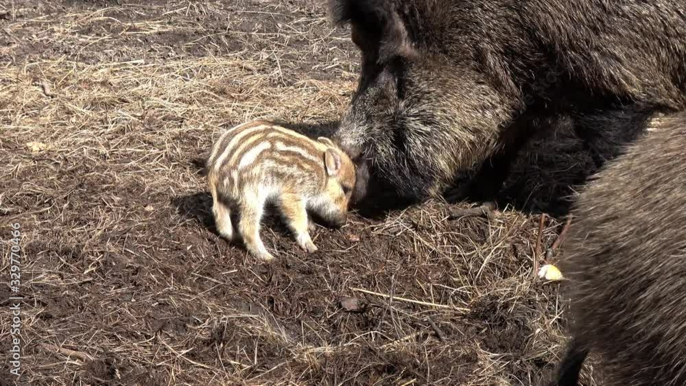 Frischlinge und Bache, viele kleine junge Wildschweine im Stroh Stock ...
