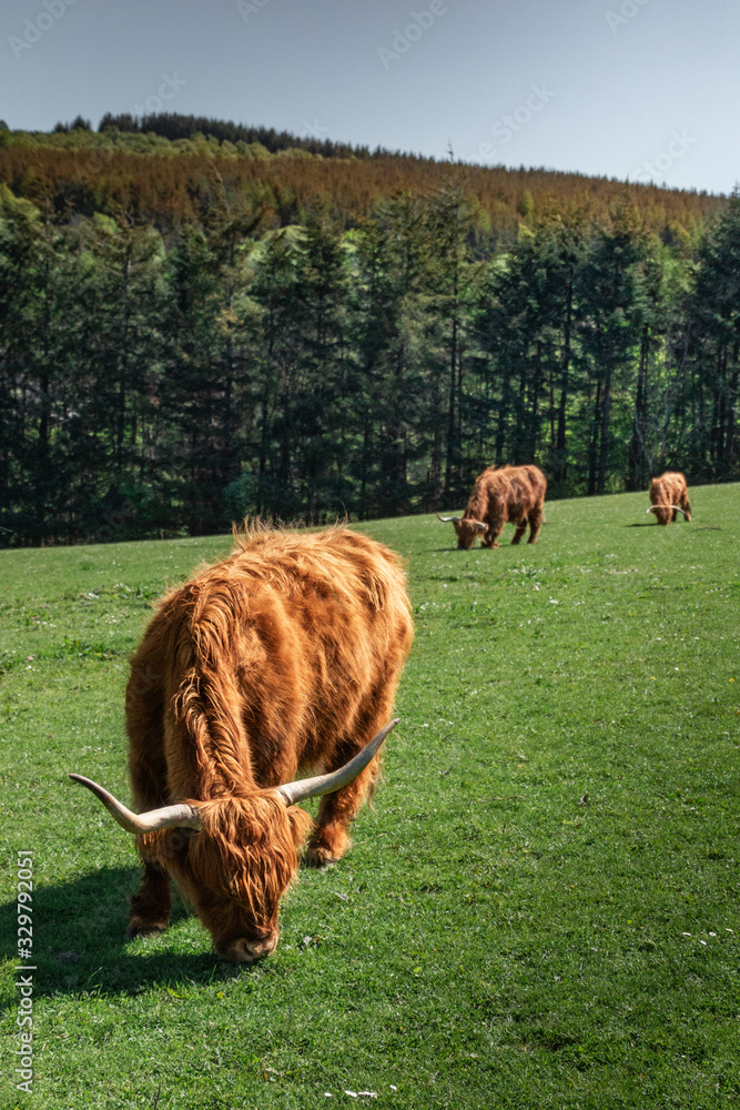 Scotland Angus Bulls and Cows on pasture. Highland Cow on field showing ...