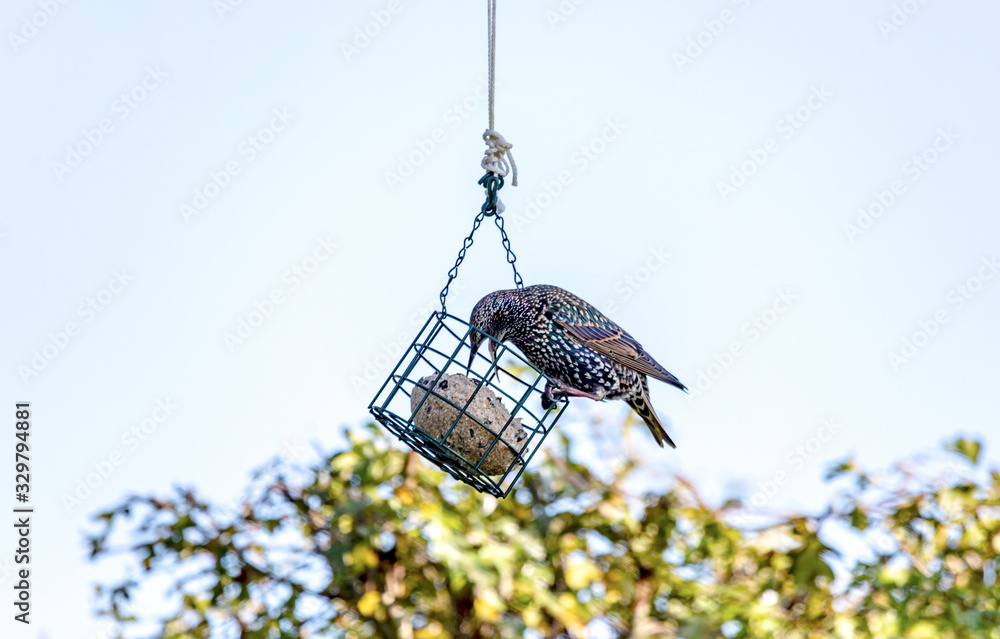 Großer Schnabel Stock Photo | Adobe Stock