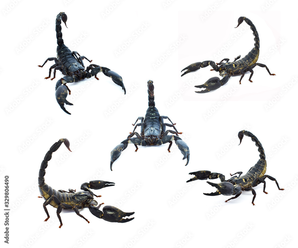 Black scorpion ready to fight isolated on white background, (Giant ...