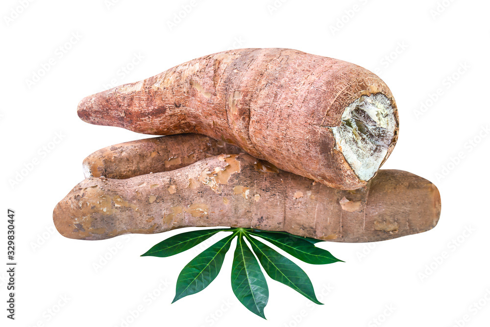 cassava tubers fresh on leaves isolated white, pile cassava manioc in ...