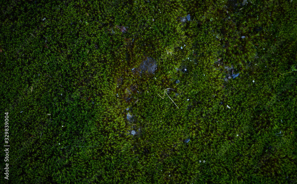 Moss green texture. Moss background. Green moss on grunge texture ...