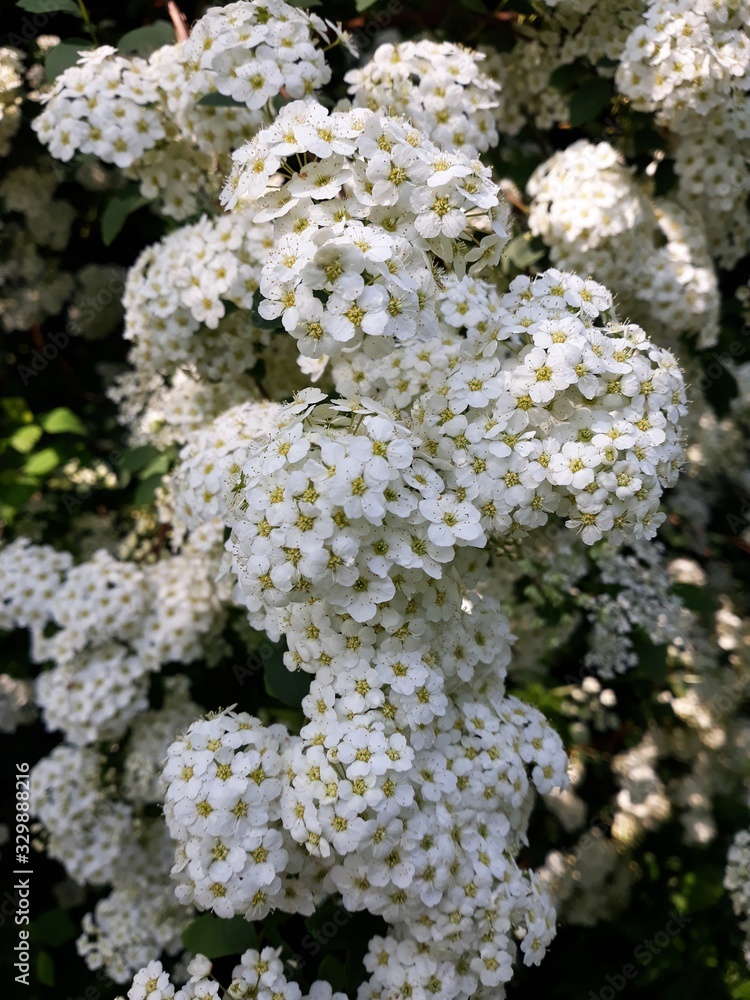 Branches with flowers of Spiraea prunifolia, also known as Bridal Veil ...