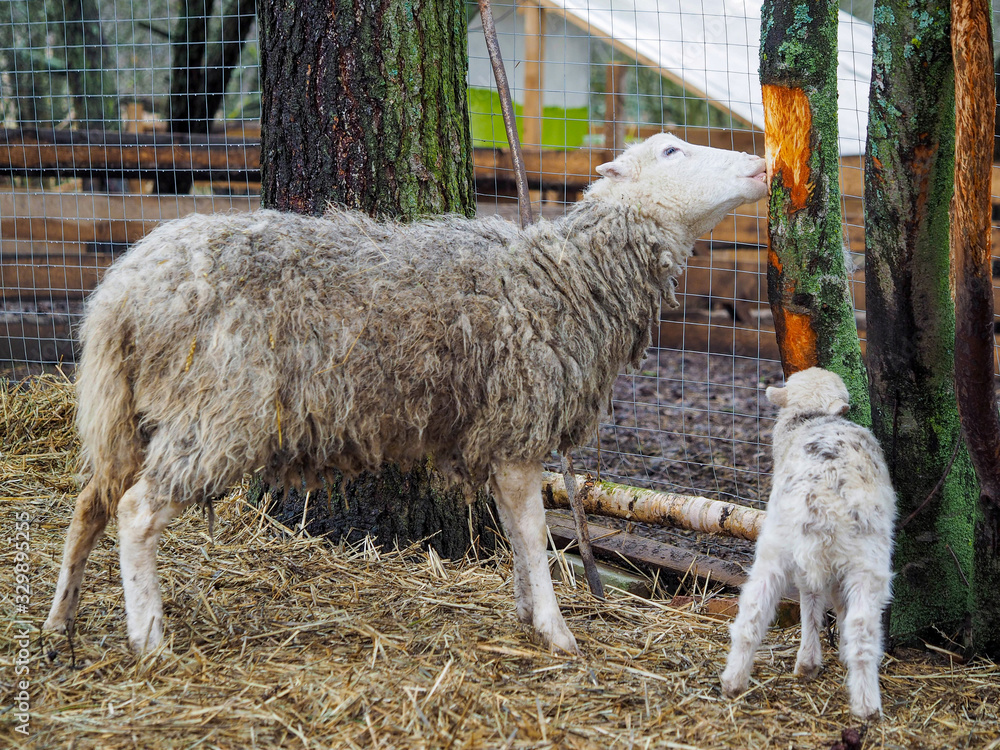 Sheep and lamb on the farm pasture Stock Photo | Adobe Stock