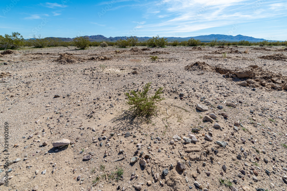 Creosote bush (Larrea tridentata) Restoration Ecology Native Shrub ...