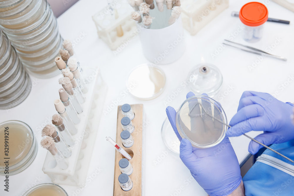 Microbiology laboratory agar plate full of micro bacterias and ...