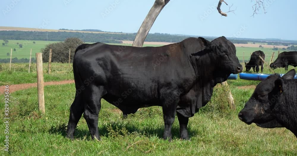 Agribusiness - Brangus Black Cattle, in natural pasture, Angus cattle ...