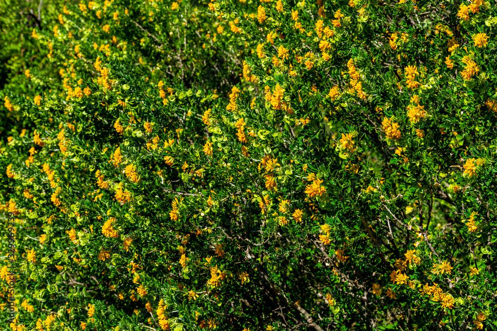 A wide angle shot of the.Medicago arborea (also known as moon trefoil ...