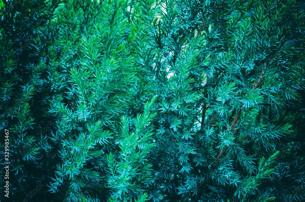 Evergreen juniper shrub, close up view of green branches with sunlight ...