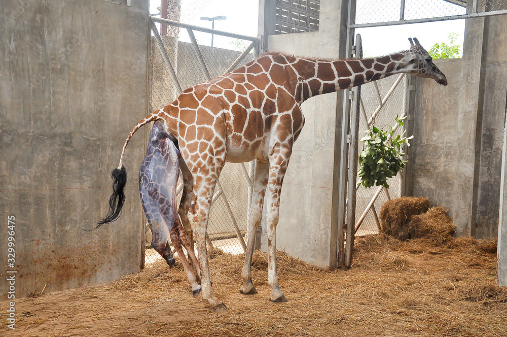 Baby giraffe is giving birth on the land Stock Photo | Adobe Stock