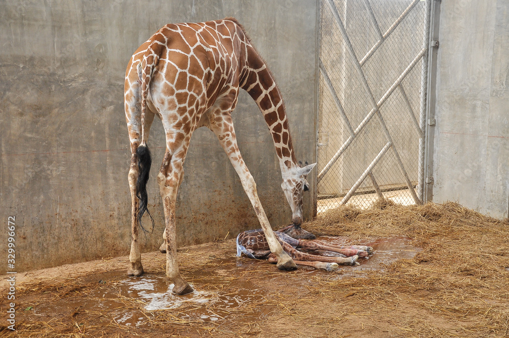 Baby giraffe is giving birth on the land Stock Photo | Adobe Stock