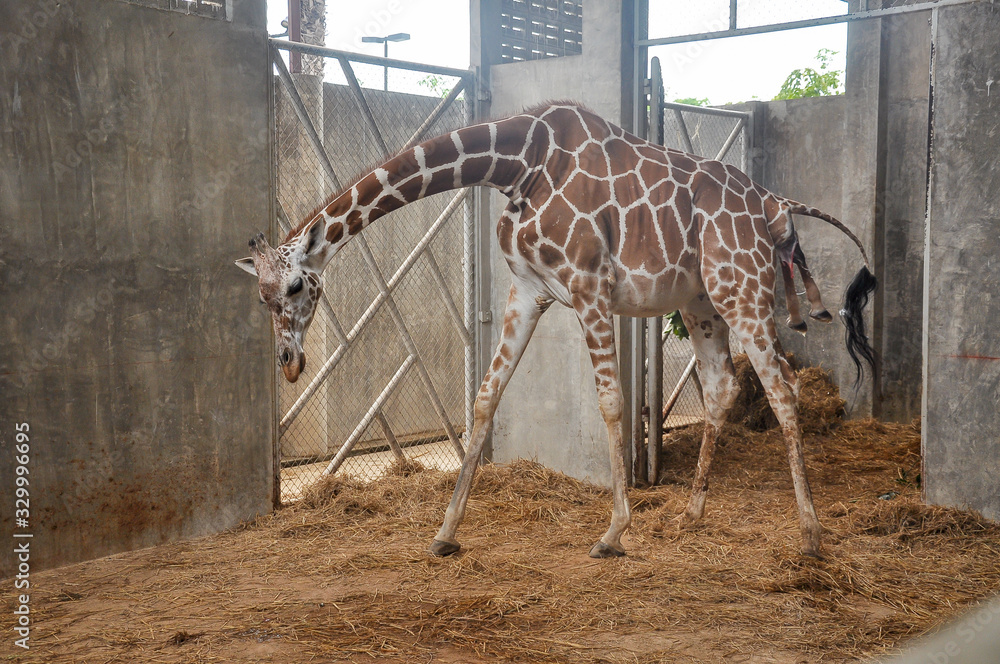 Baby giraffe is giving birth Stock Photo | Adobe Stock